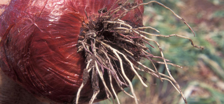 Guía de cultivo de cebollas (rojas) - Pizarra de Precios