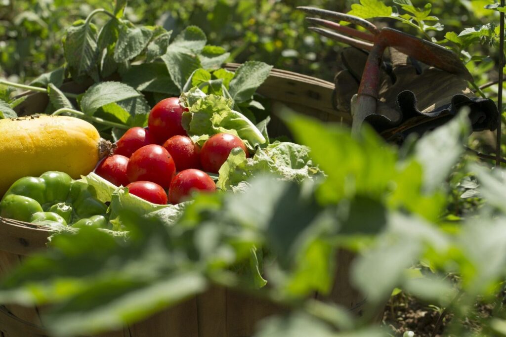 Descubre los beneficios y tips para cultivar frutas y hortalizas en ...