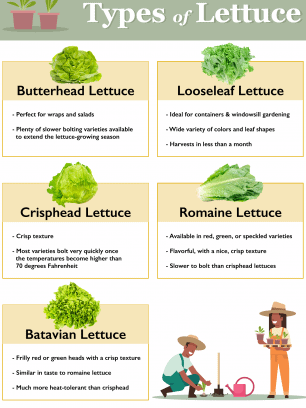 Descubre los diferentes tipos de lechuga y sus características ...